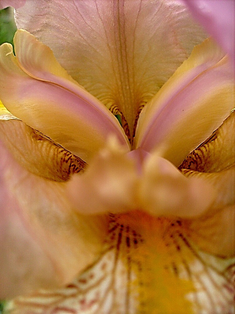 "Smiling iris" by Ana Belaj | Redbubble