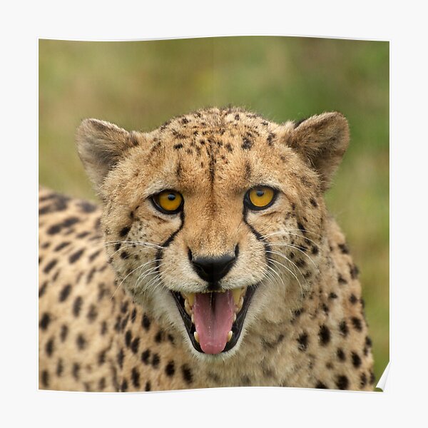 "Cheetah" Poster by teapotore | Redbubble