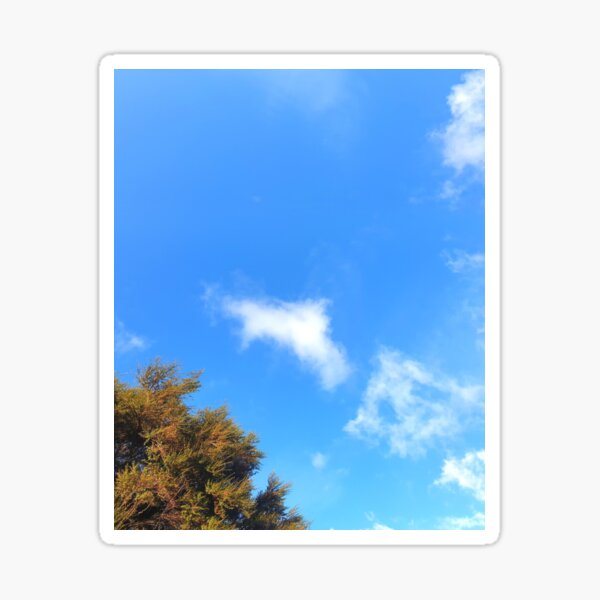 "Look Up - Blue skies, Fluffy White Clouds, Tree Canopy" Sticker for ...