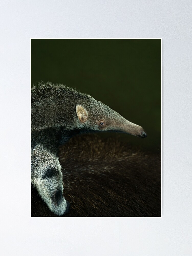 "Giant Anteater Baby" Poster for Sale by rawshutterbug | Redbubble