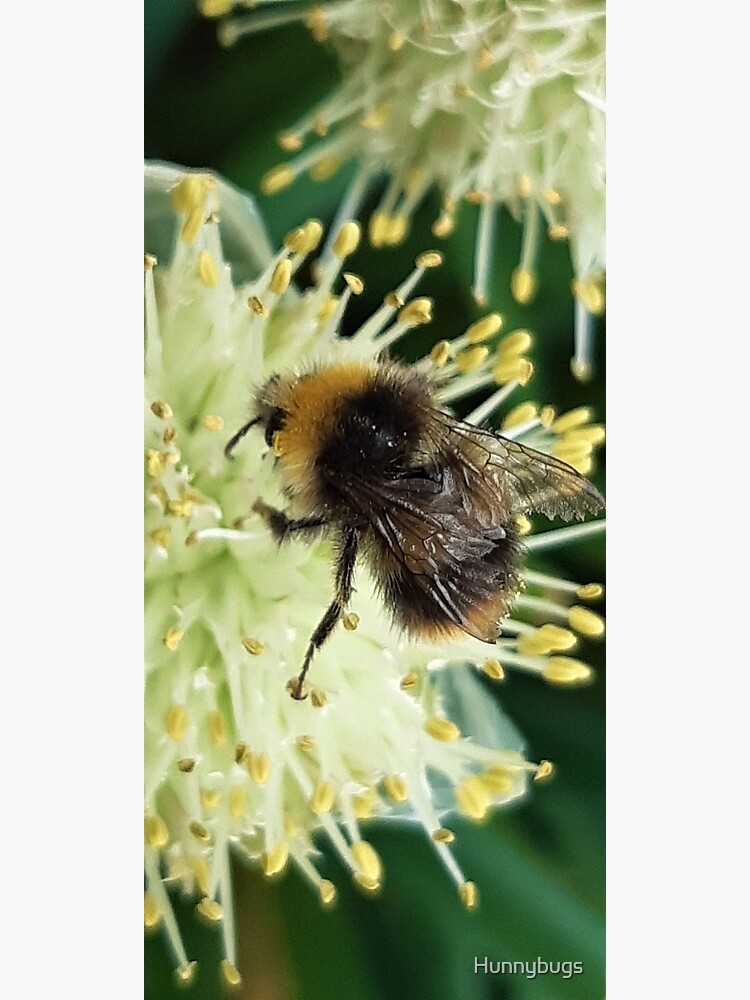 "Welsh Onion Bee" Poster for Sale by Hunnybugs | Redbubble