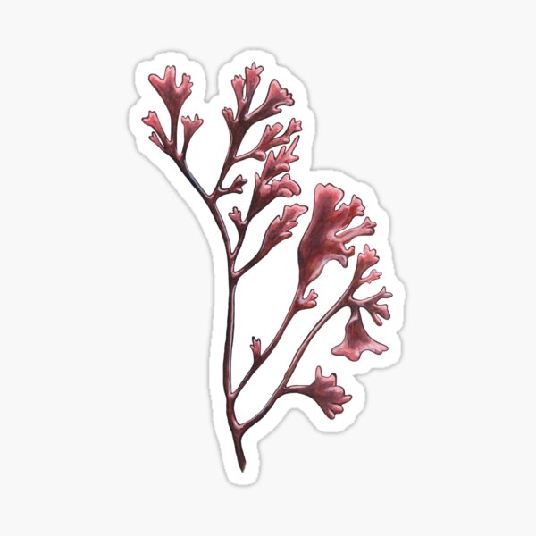 "pink algae" Sticker for Sale by hartleif | Redbubble