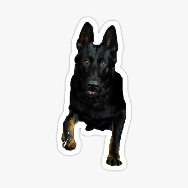"Bicolor GSD " Sticker by kezzamccwill | Redbubble