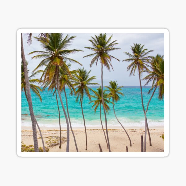 "Tropical beach with coconut Palm Tree" Sticker for Sale by ...