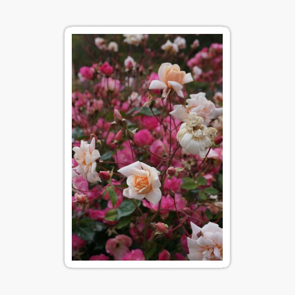 "pastel pink rose bush" Sticker for Sale by cottagecorococo | Redbubble