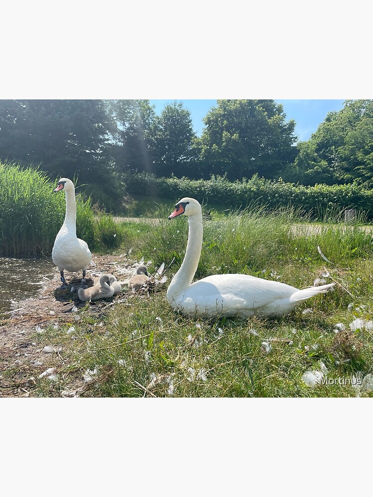 "Swan Family • Christianshavn • 2022" Poster for Sale by Mortinus ...
