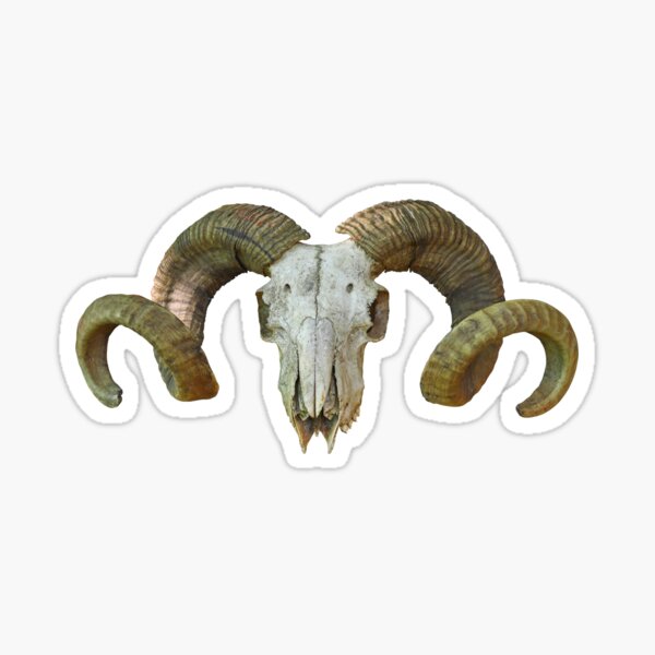 "Ram Skull" Sticker for Sale by tony4urban | Redbubble