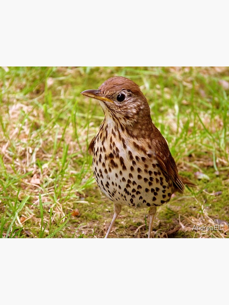 "Where's The Best Place To Find Worms In A Drought? - Song Thrush - NZ ...