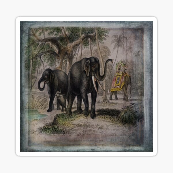 "Vintage Asian Elephant" Sticker for Sale by Kayadesignsja | Redbubble