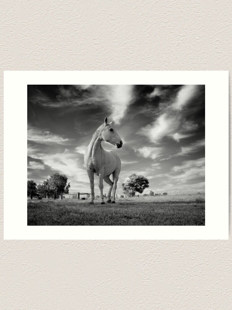 "Upstanding grey" Art Print by kurrawinya | Redbubble