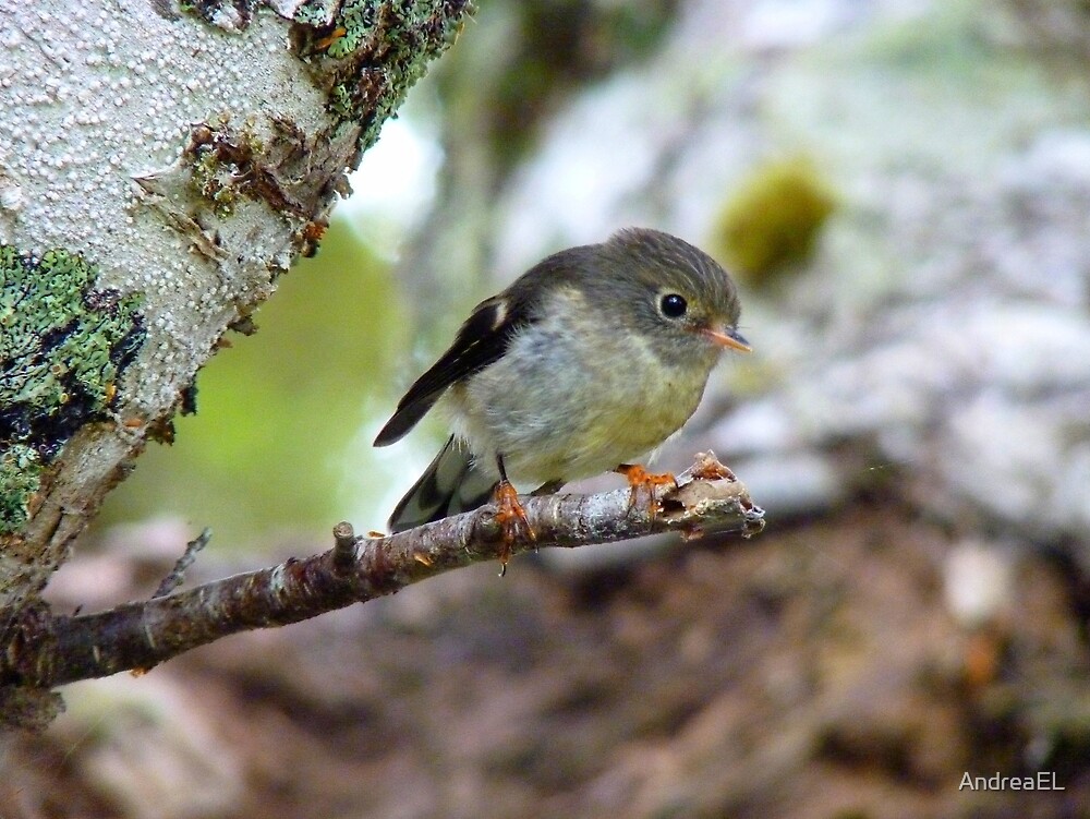 "Have You Seen Master Tom? - Female Tom Tit - Fiordland National Park ...