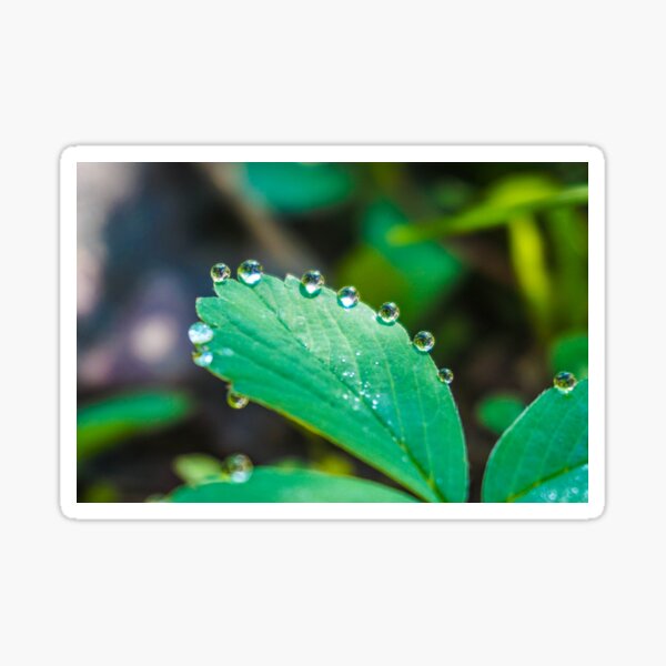 "Mountain Dew" Sticker for Sale by TonyEnsz | Redbubble