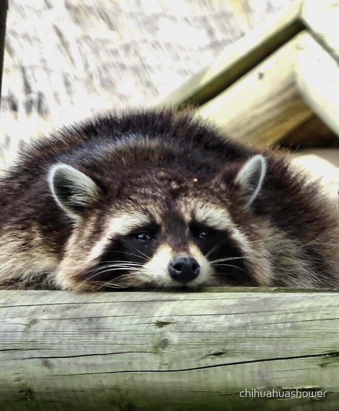 "Tired Raccoon" by chihuahuashower | Redbubble