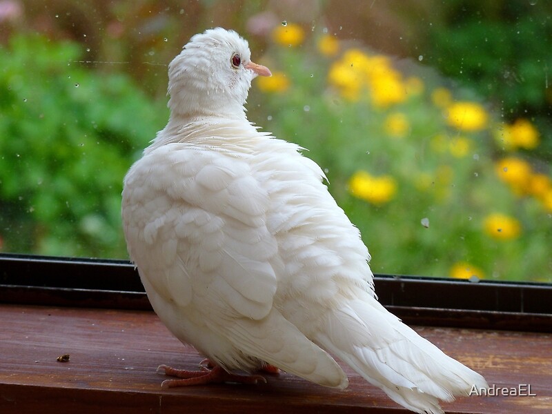 "Can We Go Outside Now... Ring-neck Dove - NZ" by AndreaEL | Redbubble