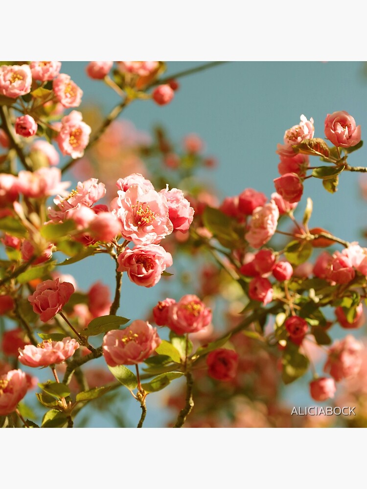 "Spring Things" Photographic Print by ALICIABOCK | Redbubble