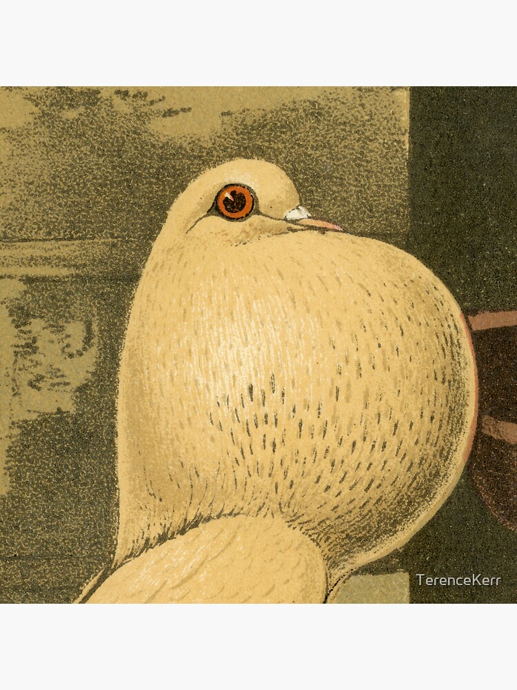 "Puffed up with pride, creamy Pigmy Pouter pigeon" Sticker for Sale by ...