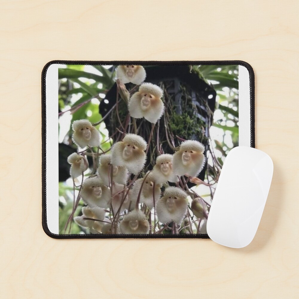 "Drakula simia" Sticker for Sale by Saiamrita123 | Redbubble