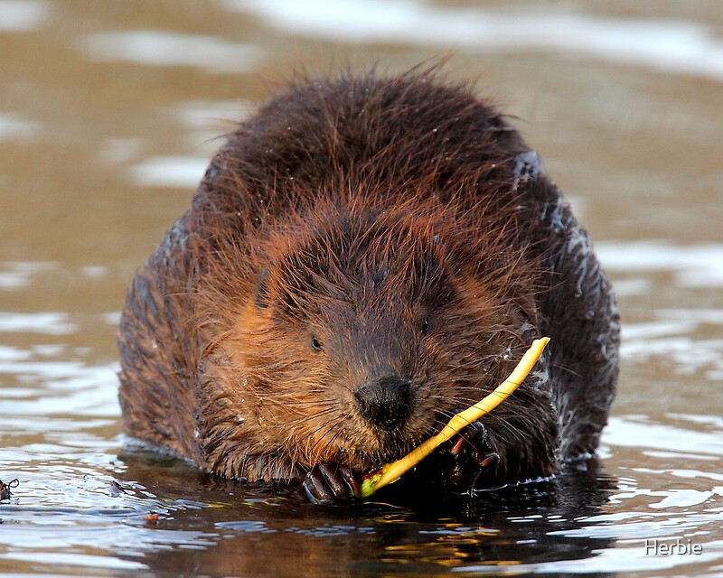 "Beaver Closeup" by Herbie | Redbubble