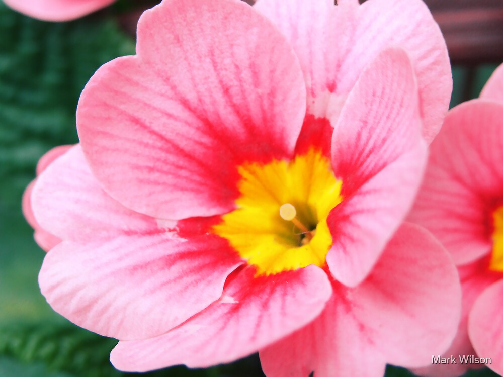 "Pink Primrose" by Mark Wilson | Redbubble