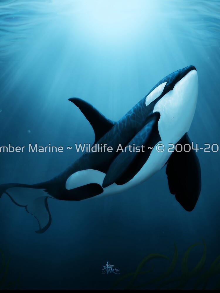 ""The Dreamer" by Amber Marine ~ (Copyright 2015) orca art / killer ...