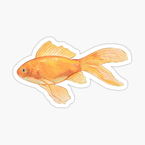 "cute goldfish" Sticker for Sale by kumuroi | Redbubble