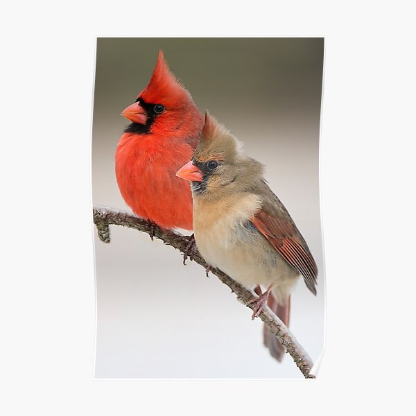 "Northern Cardinal Pair on Pine Branch" Poster for Sale by Miracles ...