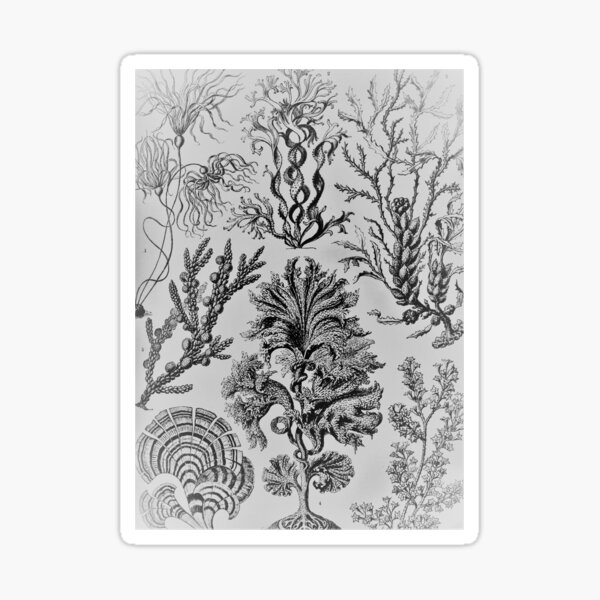 "Vintage Algae Design" Sticker for Sale by VintageCult | Redbubble