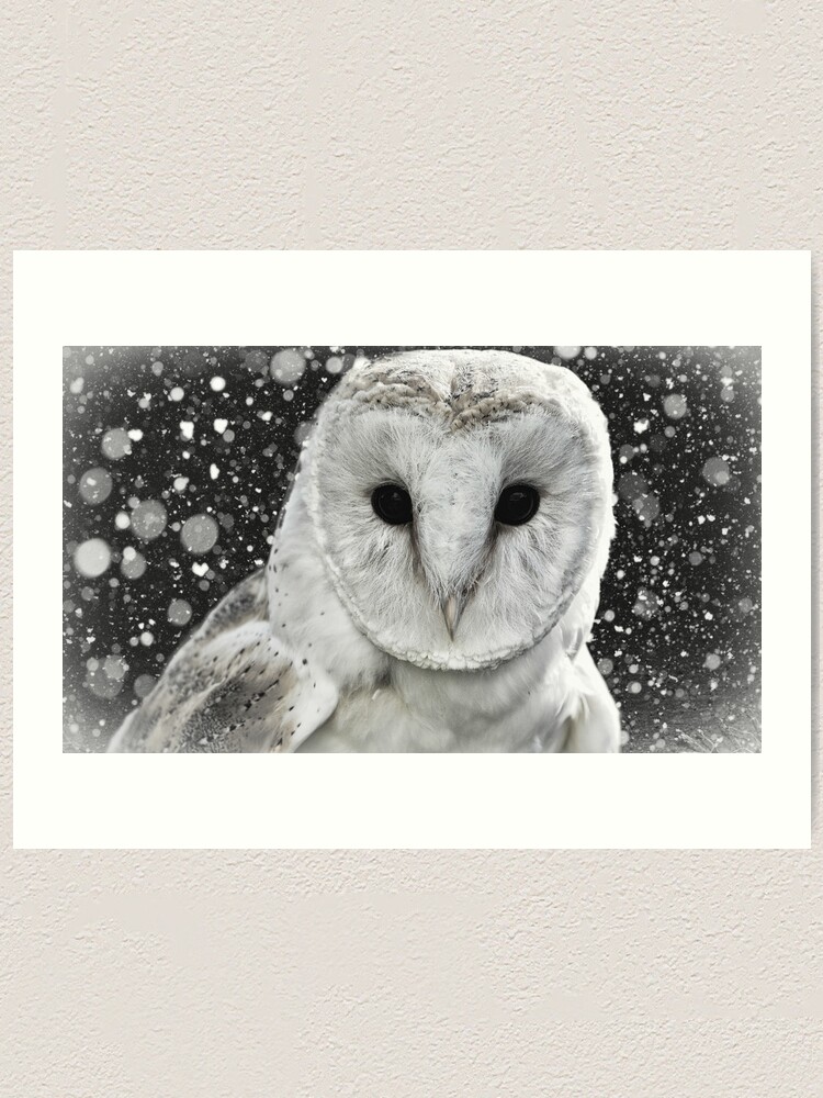 "Winter Barn Owl" Art Print for Sale by Shar0nW1ll1ams | Redbubble
