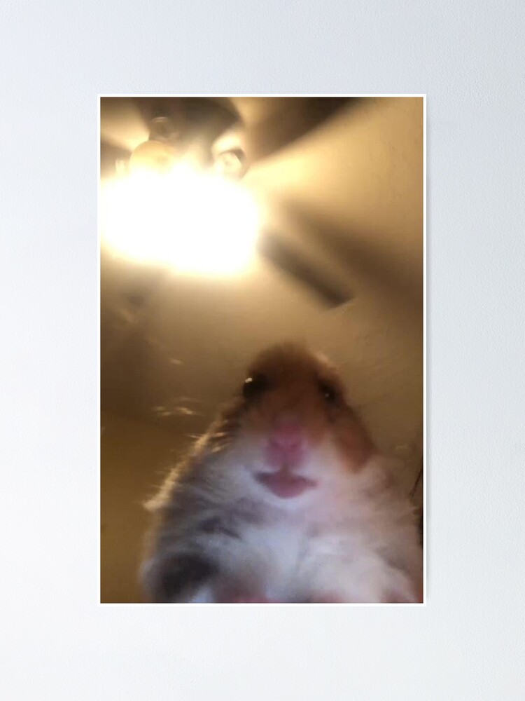 "staring hamster meme" Poster for Sale by JENNIL1 | Redbubble