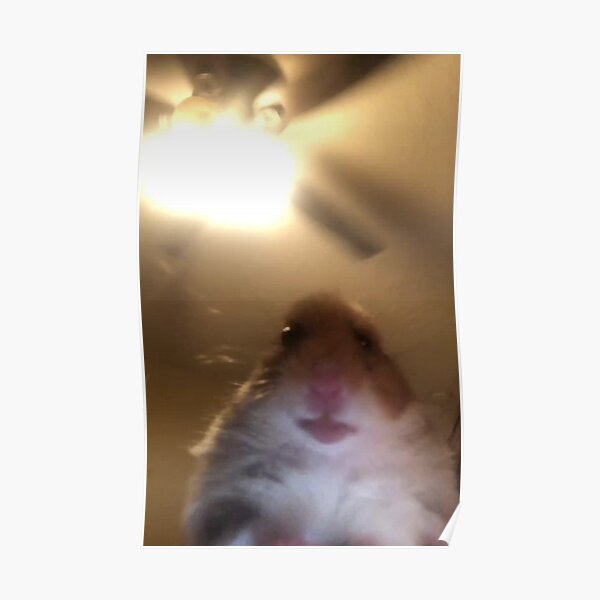 "staring hamster meme" Poster for Sale by JENNIL1 | Redbubble