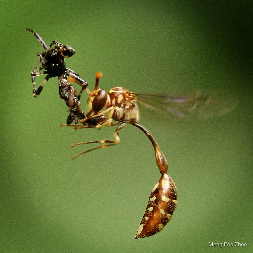 "Wasp nibbling spider" by Meng Foo Choo | Redbubble