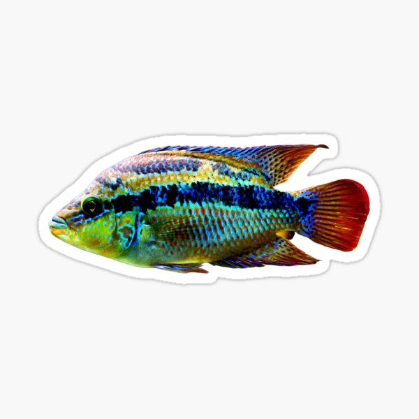 "Freshwater fish" Sticker for Sale by DiveOne | Redbubble