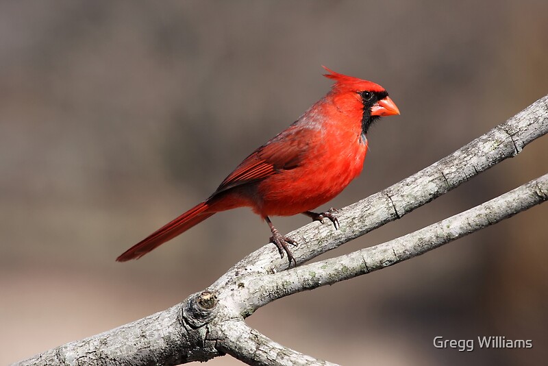 "Bright Red Cardinal" by Gregg Williams | Redbubble