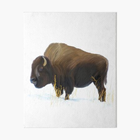 "American Buffalo Strong Oil Paint, American Bison Drawing, Native ...