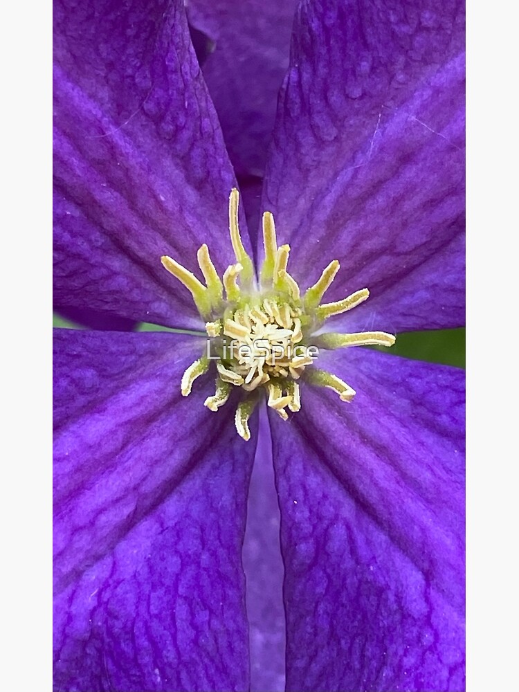 "Italian Clematis by Mark Ewing" Poster for Sale by LifeSpice | Redbubble