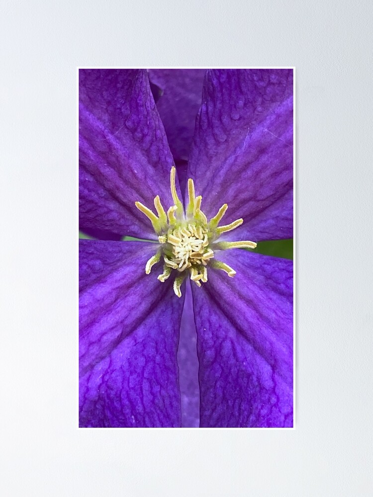 "Italian Clematis by Mark Ewing" Poster for Sale by LifeSpice | Redbubble