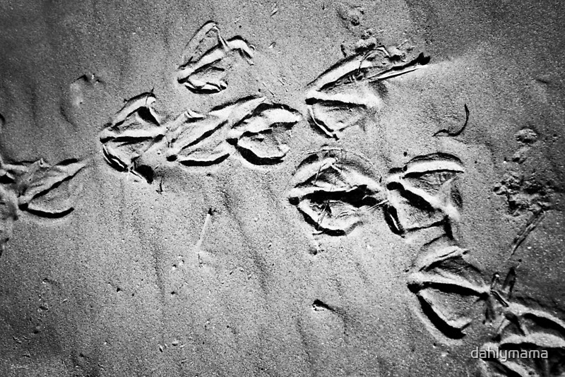 "Goose Tracks" by dahlymama | Redbubble