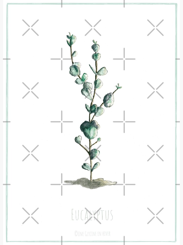 "EUCALYPTUS" Sticker for Sale by 1Glycineenhiver | Redbubble