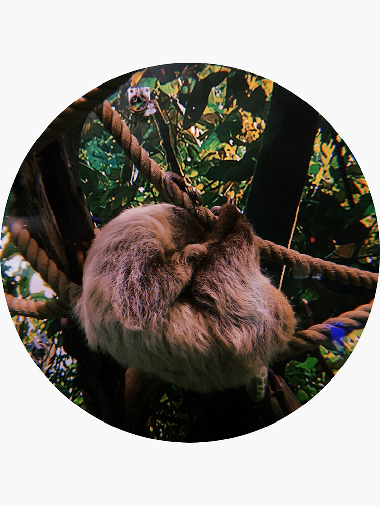 "Sleepy Sloth" Sticker for Sale by learntolovellc | Redbubble