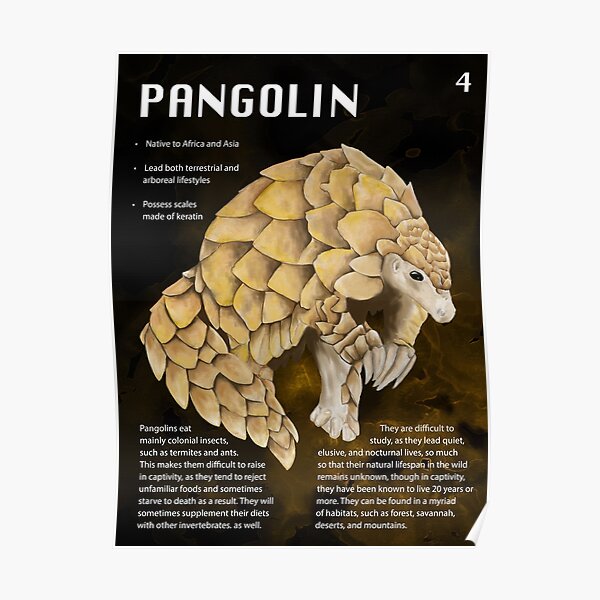 Pangolin Posters | Redbubble