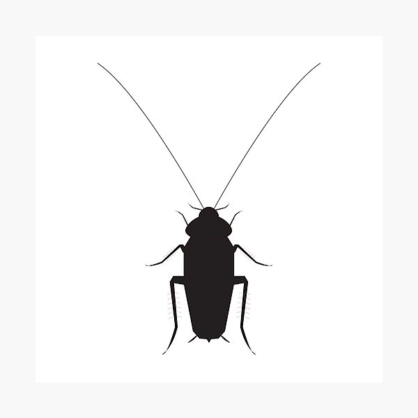 "cockroach shadow" Photographic Print for Sale by March Rider | Redbubble