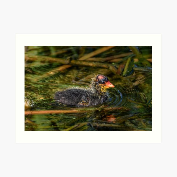 "American Coot Swimming Along" Art Print for Sale by debramartz | Redbubble