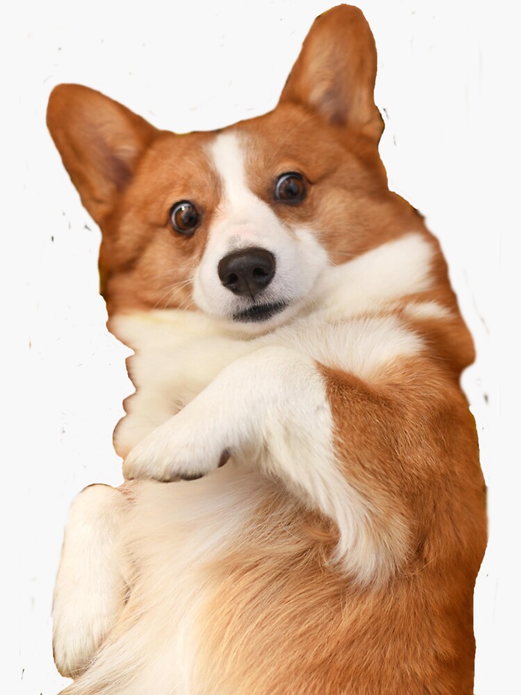 "Shocked stunned Cute Corgi Sticker" Sticker for Sale by Mona143 ...