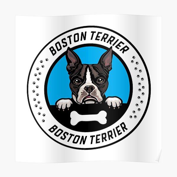 "Boston Terrier Peeking Badge" Poster for Sale by KrisSidDesigns ...