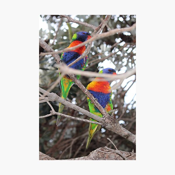 "Australische Papageien, Rainbow Lorikeets, die sich in einem Baum ...