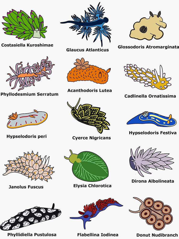 "Sea Slugs Scientific Names" Sticker for Sale by KibbyArt | Redbubble