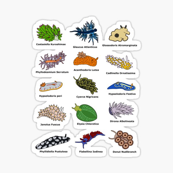 "Sea Slugs Scientific Names" Sticker for Sale by KibbyArt | Redbubble