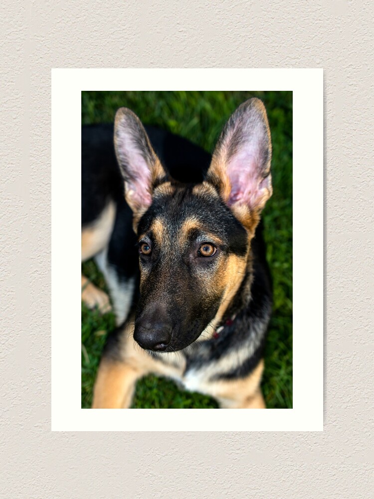 "German Shepherd Puppy Face " Art Print for Sale by beebatch | Redbubble