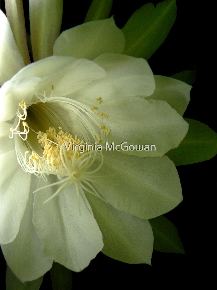 "Midnight Lady #2" by Virginia McGowan | Redbubble