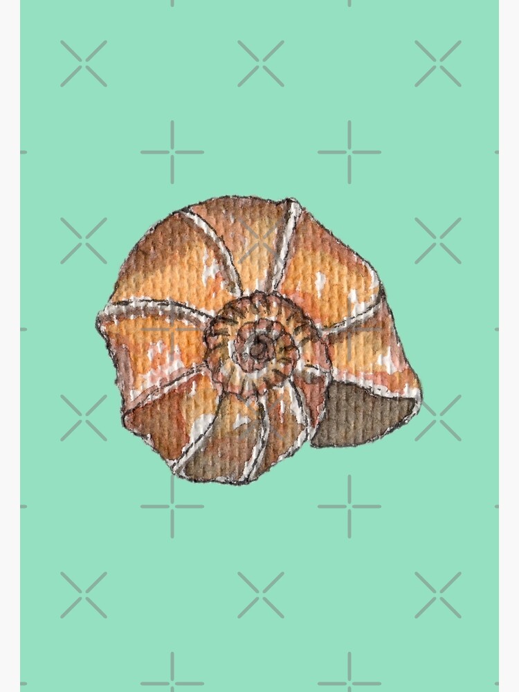 "Spiral Ribbed Seashell Watercolor" Poster for Sale by euniza | Redbubble